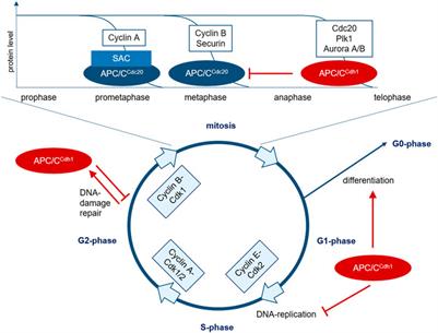 Frontiers | The Role of the APC/C and Its Coactivators Cdh1 and Cdc20 in Cancer Development and ...